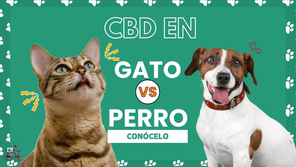 ¿Perro o gato? Descubre las claves para aprovechar el CBD